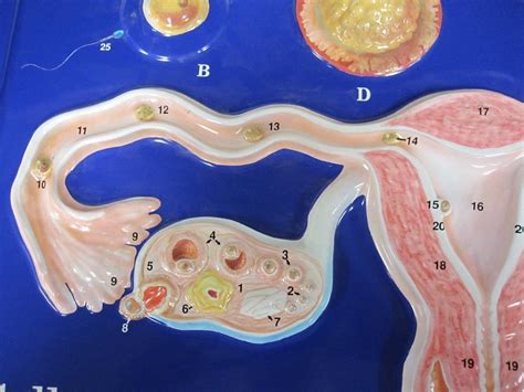 Female Reproductive 5 Diagram Quizlet