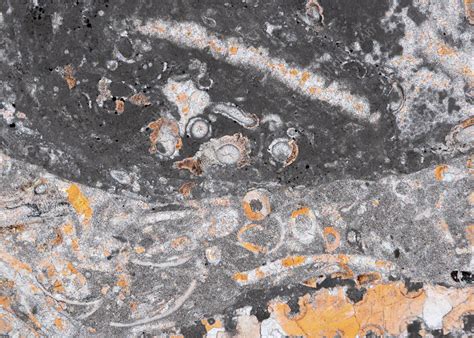Triassic Limestone Rock Crystals Polarised Light Micrograph Stock