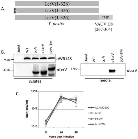 Construction And Characterization Of Recombinant Acam2000 Viruses