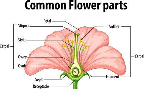 Structure Of Flowers Diagram Flower Structure And Function D