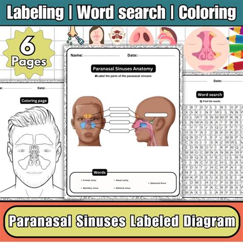 Paranasal Sinuses Anatomy Labeled Diagram Worksheetswordsearch