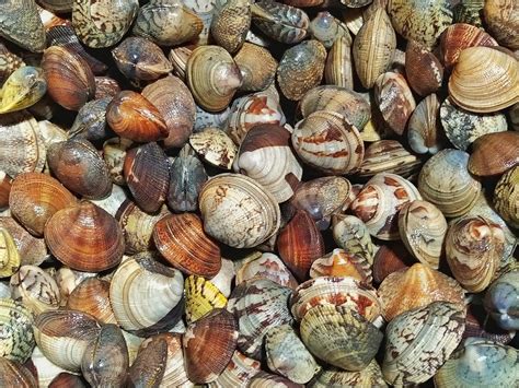 Clam Shell Nature Serengeti Free Photo On Pixabay Pixabay