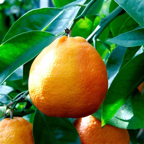 Dwarf Tangelo Minneola Fruit Tree Buy Now Ladybird Nursery