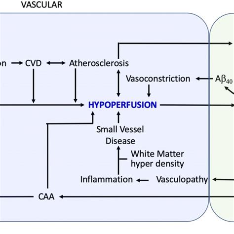 Summarizing The Currently Known Pathways For The Vascular Hypothesis