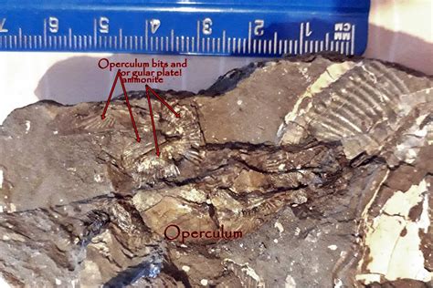 Jurassic Fish Fossil Id The Fossil Forum