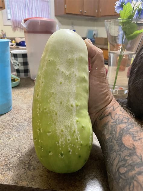 Homegrown Cucumber Unit R Absoluteunits