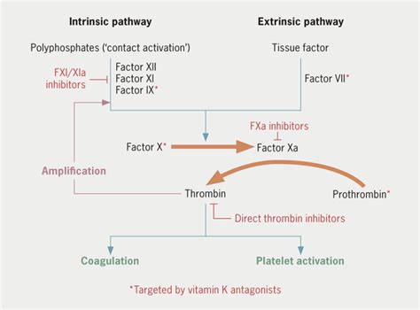 Factor Xi And Xia Inhibition A New Approach To Anticoagulant Therapy