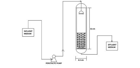 Schematic Diagram Of Continuous Fixed Bed Column Download Scientific