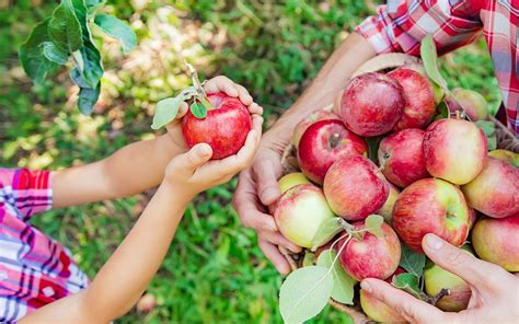 Samozber Jabĺk 2025 Kde Si Na Slovensku Nazbierať Jablká Tvojezdraviesk