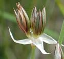 Juncus Longistylis Long Styled Rush Minnesota Wildflowers