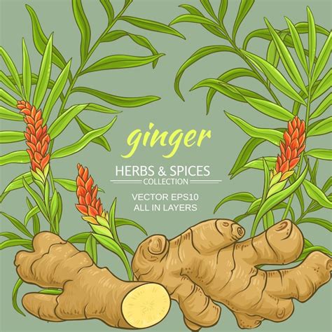 Premium Vector Ginger Vector Frame