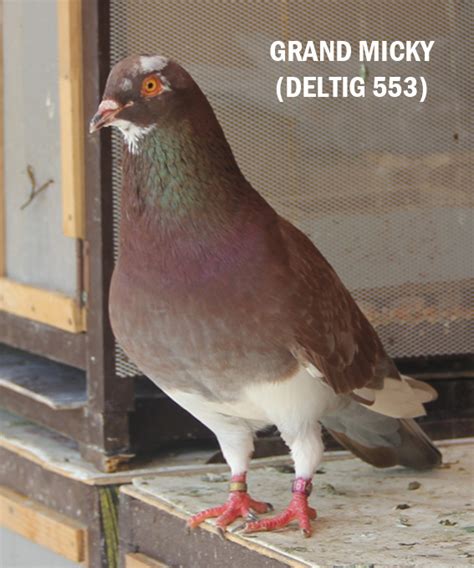 Janoko Is Came Back Janoko Is Came Back