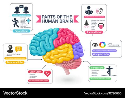 Functional Areas Human Brain Diagram Royalty Free Vector