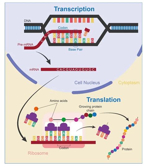 Unlike The Genome Which Is Mostly Static And The Same For Every Cell In An Organism The