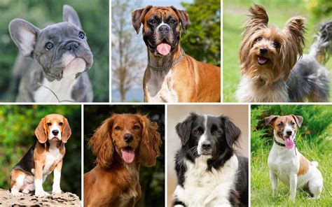 Discover The Perfect Type Of Dog For Your Lifestyle Farmvina
