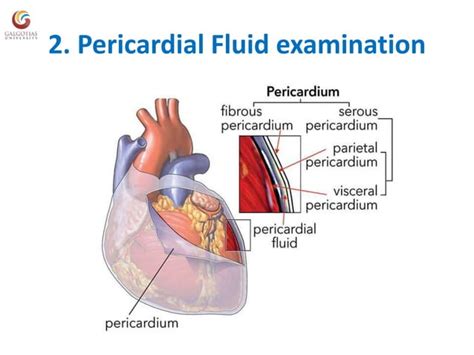Other Body Fluids Pericardial Peritonial Synovial Pleural Pptx