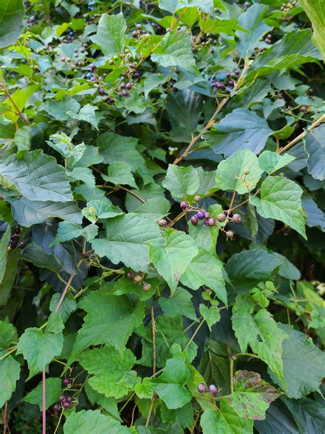 Anyone Know What Type Of Berries Northern Va R Plantidentification