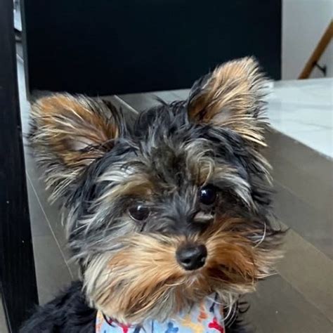 Léo Gingras Youtube