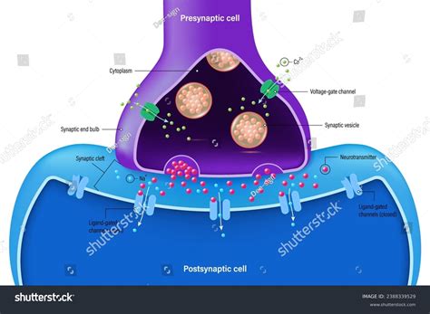 Synaptic Knob Diagram