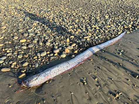 What Is The ‘doomsday Fish 3 Sightings Of Rare Oarfish In Southern