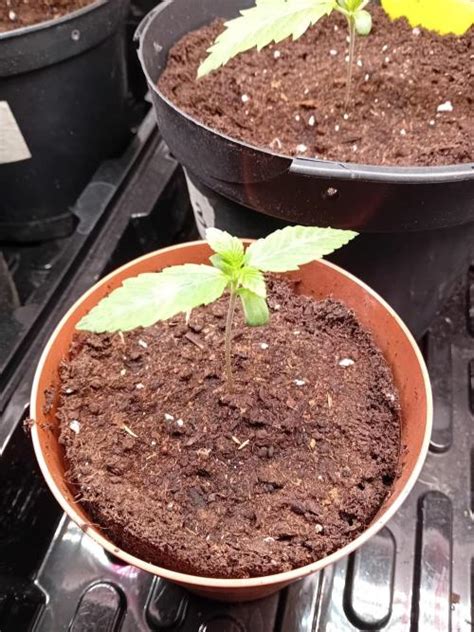 Perfect Tree Peach Sherbert Og Grow Journal By Dusknenixs Growdiaries