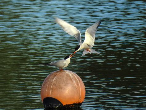 River Tern Bird Water Free Photo On Pixabay Pixabay