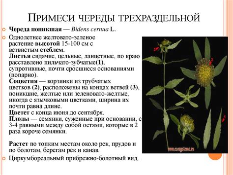 Лекарственные растения, угнетающие ЦНС (потогонного действия ...