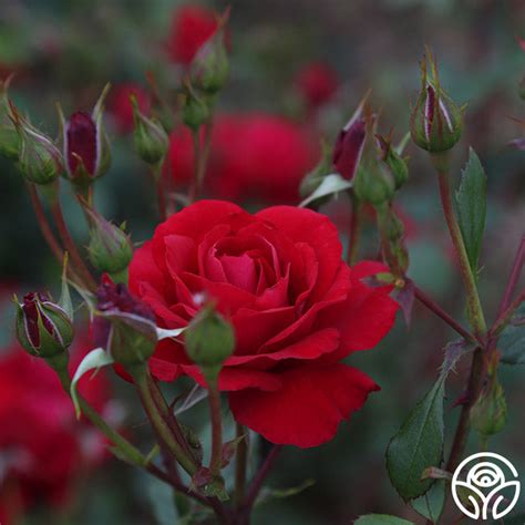 The Princes Trust Rose English Legend Lightly Fragrant Heirloom