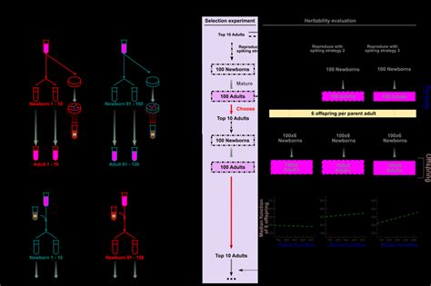 Figure S4 Schematics Of Dynamic Spiking A Spiking During Community Download Scientific