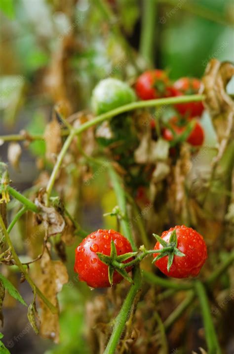 Tomates Cherry Rojos En Una Rama De Cerca Gotas De Lluvia En Las Hojas