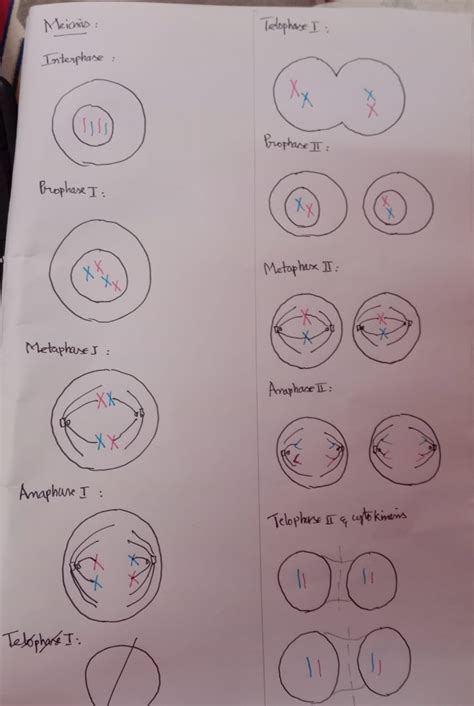 Solved Part 2 Drawing The Stages Of Mitosis And Meiosis 13