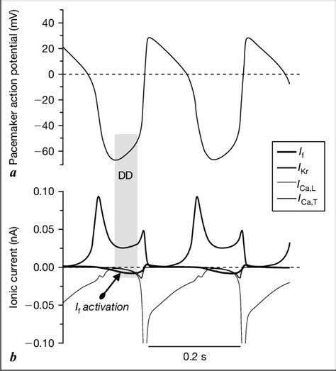 Numerical Modelling Of San Pacemaker Activity Shows Activation Of I F