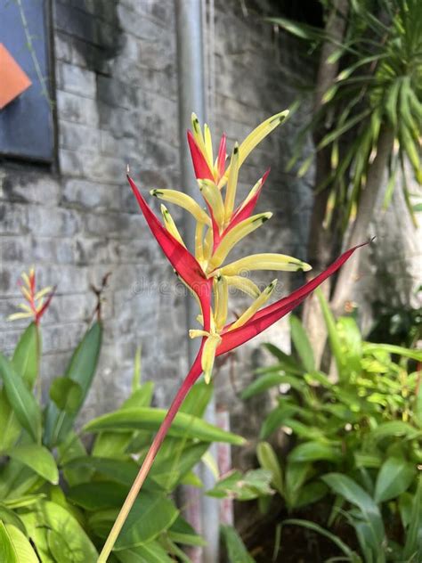 Heliconia Psittacorum Is A Perennial Herb Native To The Caribbean And
