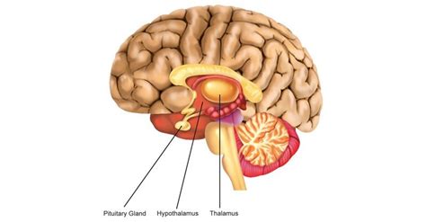 Brain Hypothalamus
