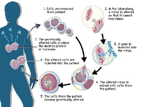 Topic Methods Of Human Genetics Cytogenetic Method And