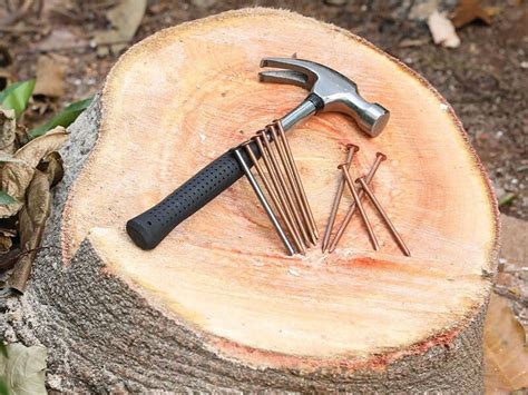 Do Copper Nails Kill Trees