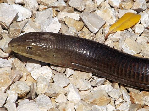 Portrait Scheltopusik Der Beutelwolf Blog