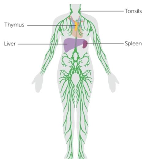 Simple Lymph Node Diagram