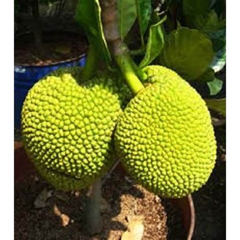 Sindo Mini Jackfruit Plant Compact And Fruitful Shopee Singapore