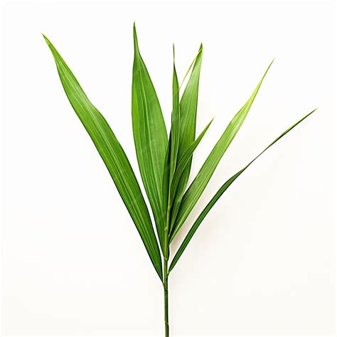 Premium Ai Image Isolated Of A Long Grass Like Iris Leaf On White Ba