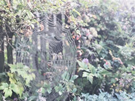 Seeing Spider Webs A Post On Living With Intention