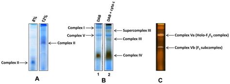 Resolving Mitochondrial Protein Complexes Using Non Gradient Blue Native Polyacrylamide Gel