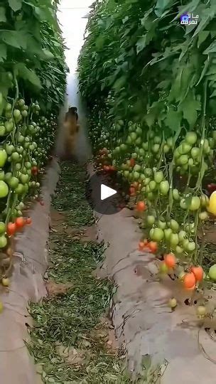900 Agricultural Ideas افكار زراعية في لوحة 2025 زراعة حدائق نباتات
