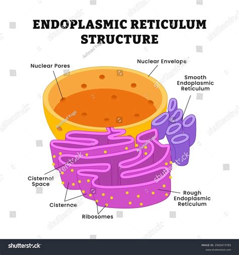 456 Endoplasmic Reticulum Of Human Stock Vectors And Vector Art Shutterstock