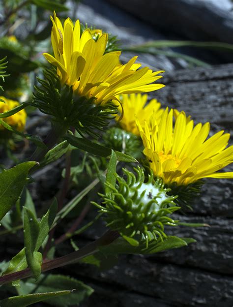 Oregon Gumweed Vic High