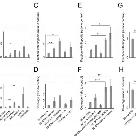Ca 2 Calmodulin Inhibitor And Endocytic Inhibitors Rescue Filopodia