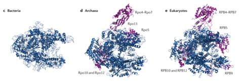 Eukaryotic Transcription Flashcards Quizlet