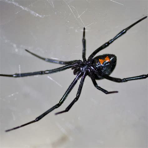 spider control and extermination safe spider removal services arete