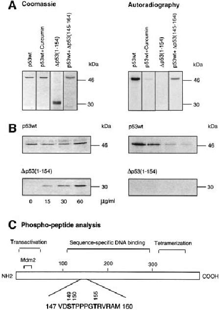 Full Length P53wt Is Phosphorylated At The Sequence Speci®c Dna Binding Download Scientific