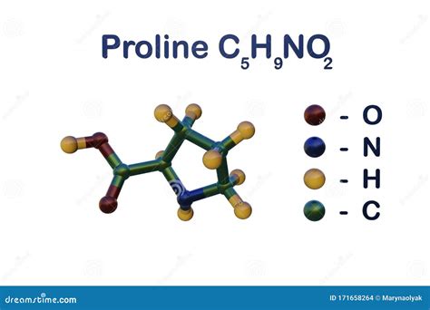 Structural Chemical Formula And Molecular Model Of Proline Proline Is
